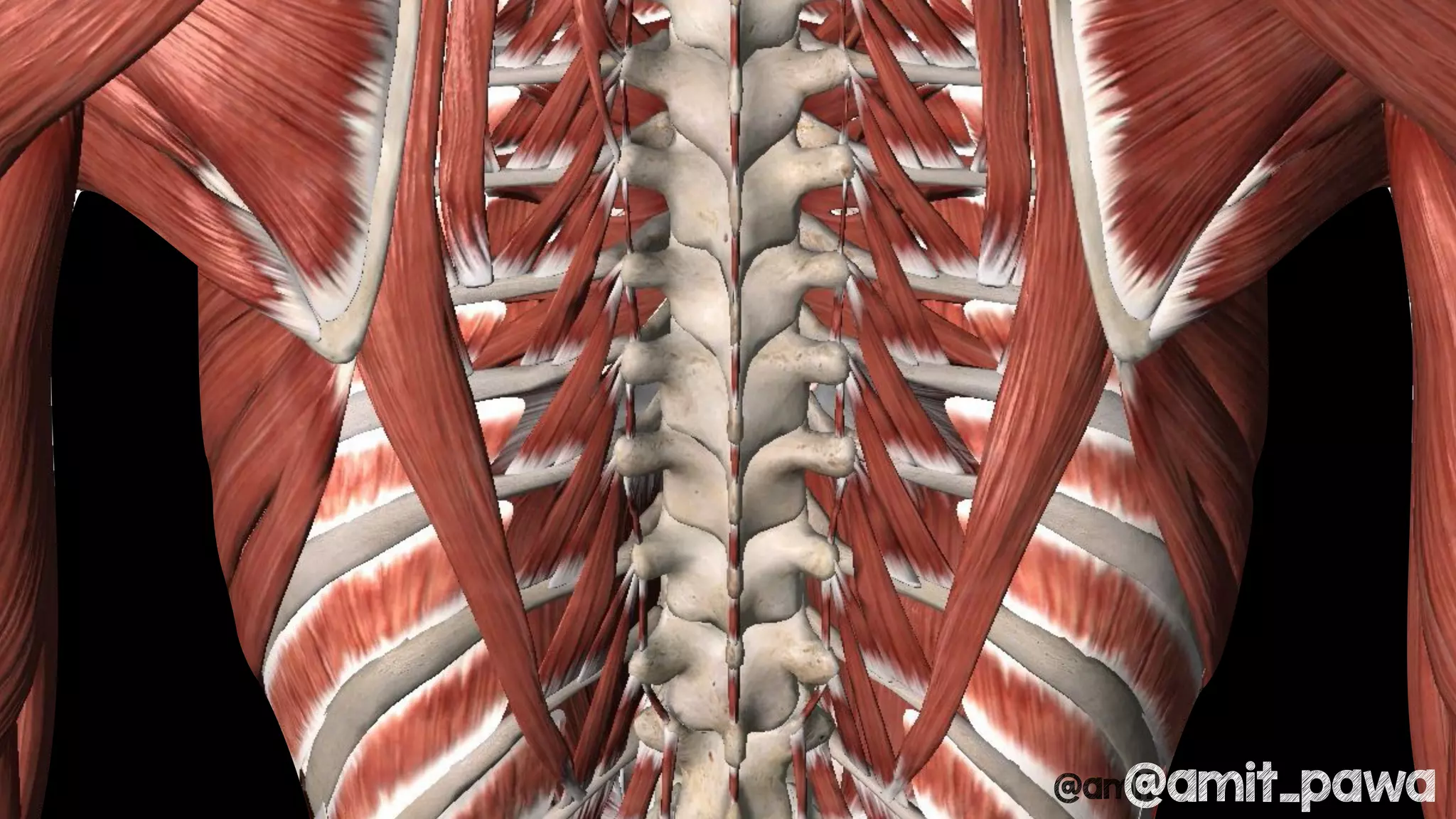 Trunk Blocks - Plan A Blocks - Royal College of Anaesthetists ...
