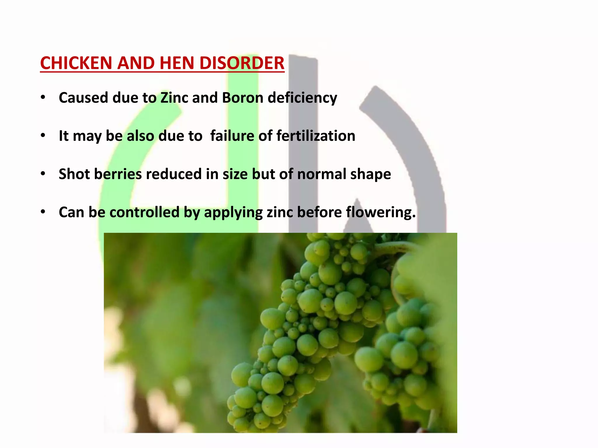 Physiological Disorders of Grapes.pptx