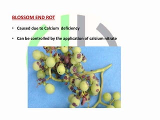 Physiological Disorders of Grapes.pptx