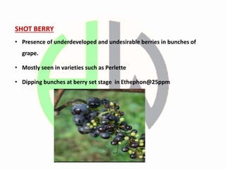 Physiological Disorders of Grapes.pptx