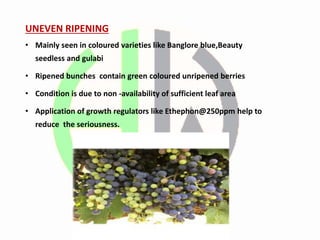 Physiological Disorders of Grapes.pptx