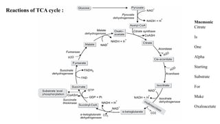 PDH Complex & TCA cycle/ Krebs cycle/Citric acid cycle | PDF