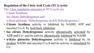 PDH Complex & TCA cycle/ Krebs cycle/Citric acid cycle | PDF