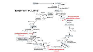 PDH Complex & TCA cycle/ Krebs cycle/Citric acid cycle | PDF