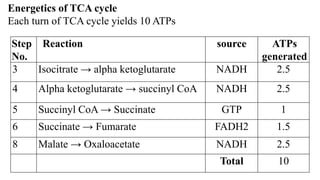 PDH Complex & TCA cycle/ Krebs cycle/Citric acid cycle | PDF