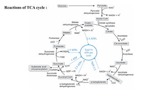 PDH Complex & TCA cycle/ Krebs cycle/Citric acid cycle | PDF