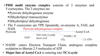 PDH Complex & TCA cycle/ Krebs cycle/Citric acid cycle | PDF