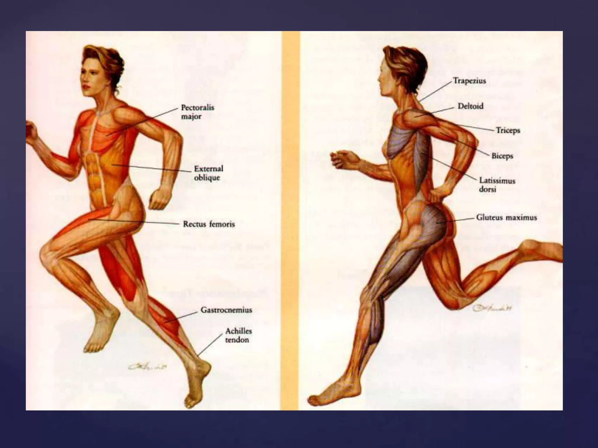 Pdhpe rolling photo show | PPTX