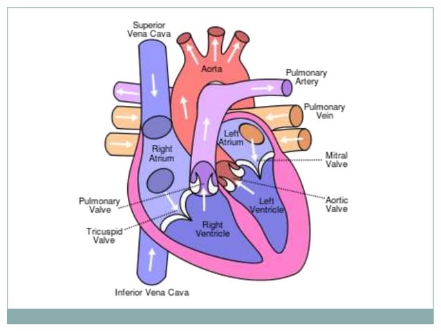 PDHPE HSC Slide Show | PPTX