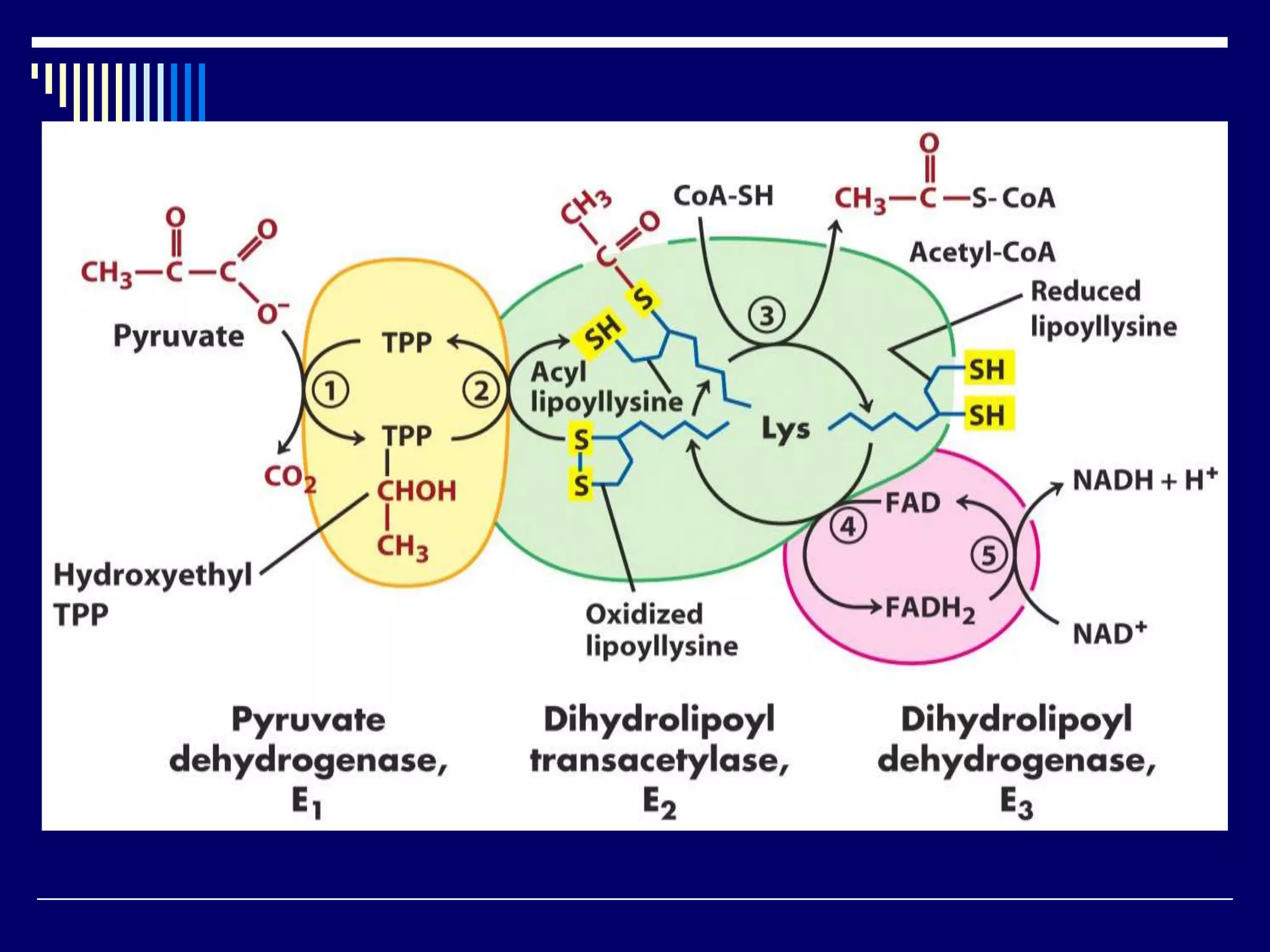 Pyruvate Dehydrogenase and Tricarboxylic Acid Cycle - PDH and TCA | PPT
