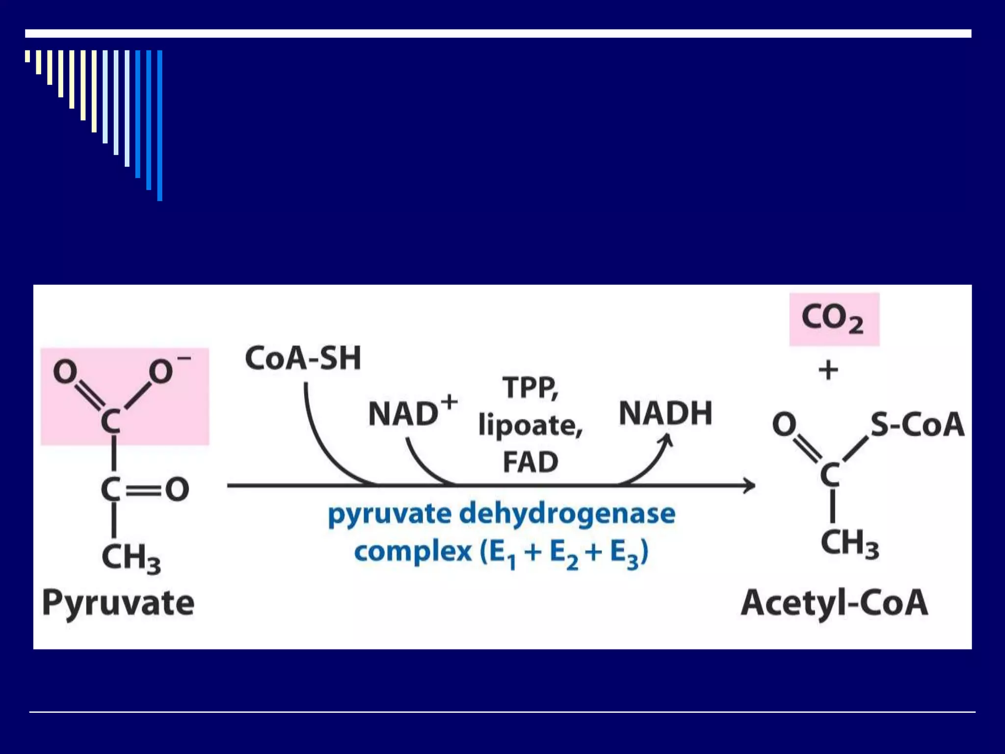 Pyruvate Dehydrogenase and Tricarboxylic Acid Cycle - PDH and TCA | PPT