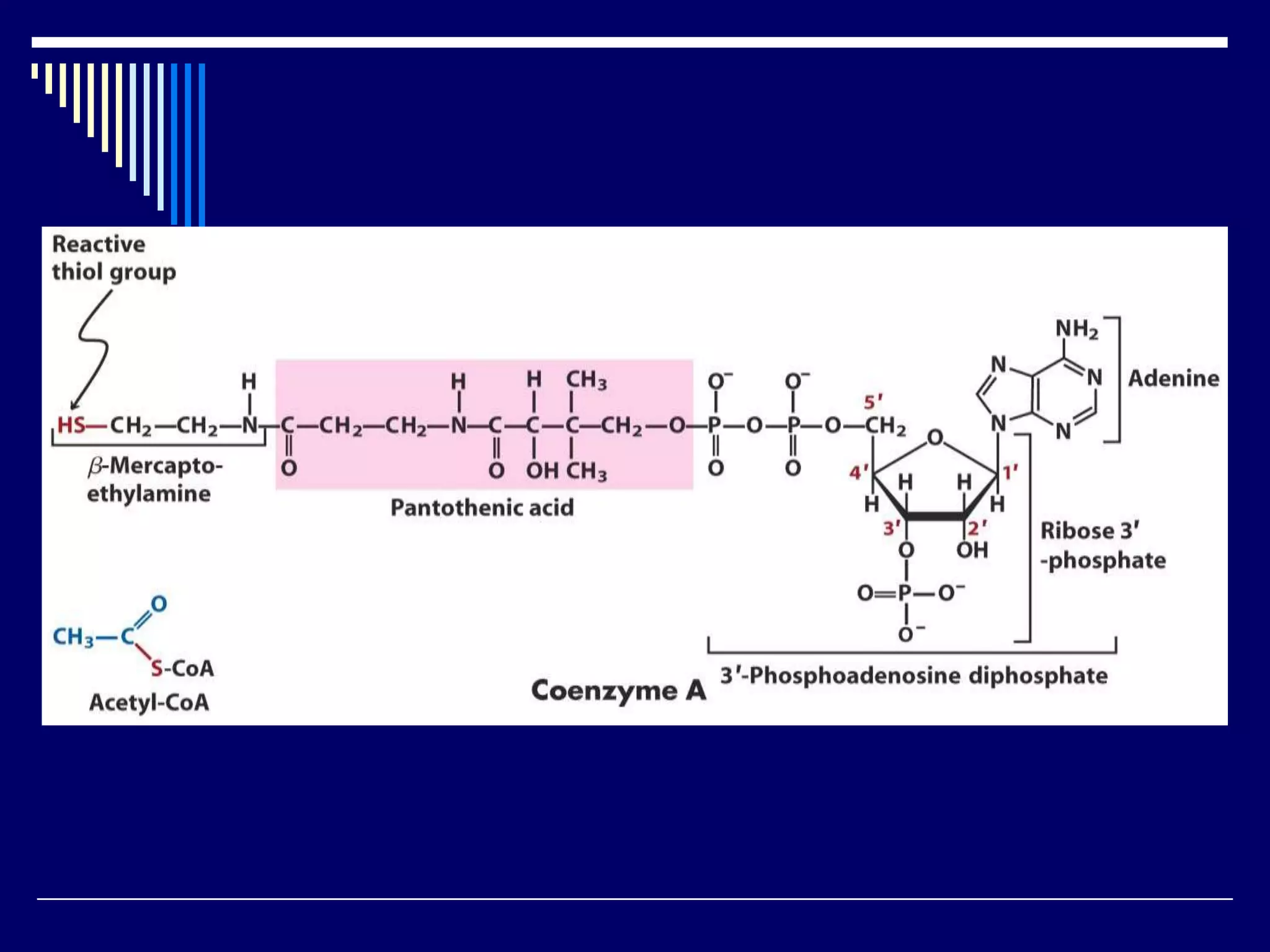 Pyruvate Dehydrogenase and Tricarboxylic Acid Cycle - PDH and TCA | PPT