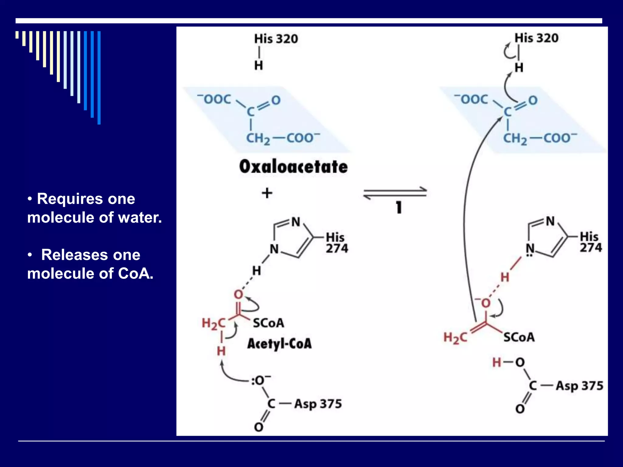 Pyruvate Dehydrogenase and Tricarboxylic Acid Cycle - PDH and TCA | PPT ...