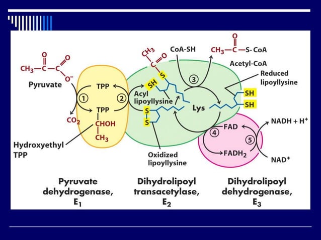 Pyruvate Dehydrogenase and Tricarboxylic Acid Cycle - PDH and TCA | PPT ...