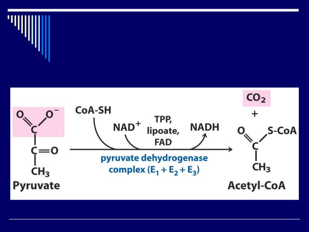 Pyruvate Dehydrogenase and Tricarboxylic Acid Cycle - PDH and TCA | PPT ...