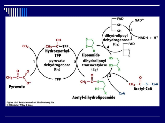 Pyruvate Dehydrogenase and Tricarboxylic Acid Cycle - PDH and TCA | PPT ...