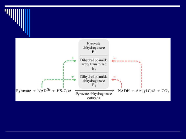 Pyruvate Dehydrogenase and Tricarboxylic Acid Cycle - PDH and TCA | PPT ...