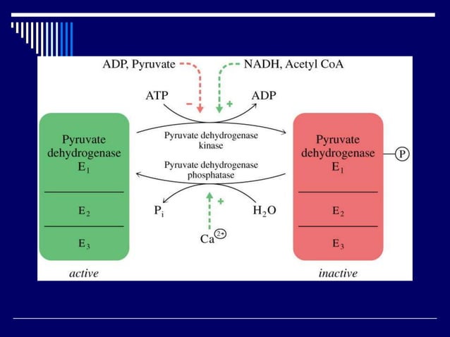 Pyruvate Dehydrogenase and Tricarboxylic Acid Cycle - PDH and TCA | PPT ...