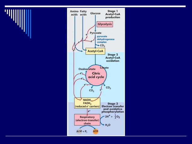 Pyruvate Dehydrogenase and Tricarboxylic Acid Cycle - PDH and TCA | PPT ...