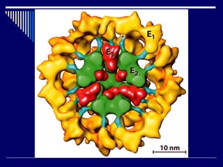 Pyruvate Dehydrogenase Structure