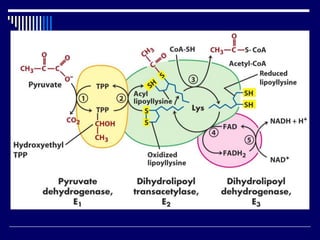 Pyruvate Dehydrogenase Complex Diagram