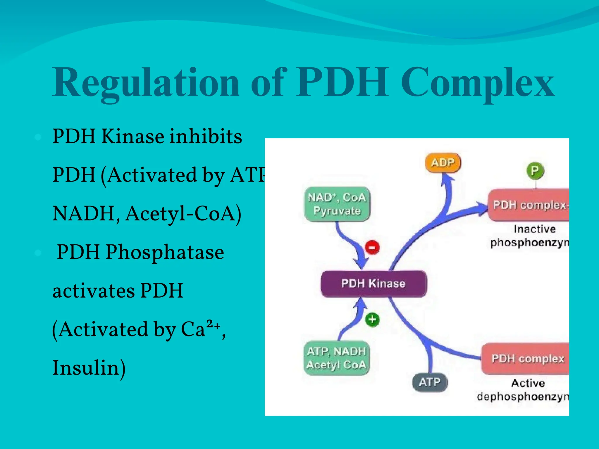 Pyruvate dehydrogenase and tricarboxylic acid cycle/kreb’s cycle/citric ...