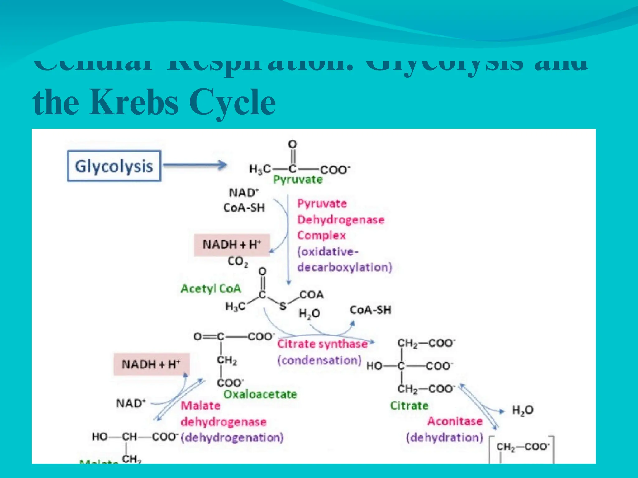 Pyruvate dehydrogenase and tricarboxylic acid cycle/kreb’s cycle/citric ...