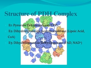 Pyruvate dehydrogenase and tricarboxylic acid cycle/kreb’s cycle/citric ...