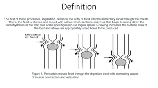 P Digestive Processes of Food.pptx7777777777777 | PPTX