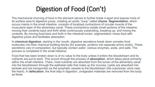 P Digestive Processes of Food.pptx7777777777777 | PPTX