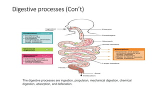 P Digestive Processes of Food.pptx7777777777777 | PPTX