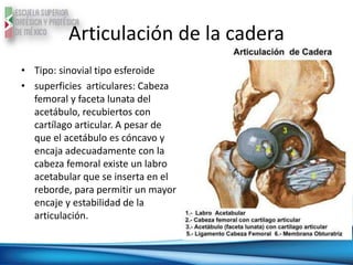 Clasificacion de las_articulaciones_pedro_arcila | PPTX