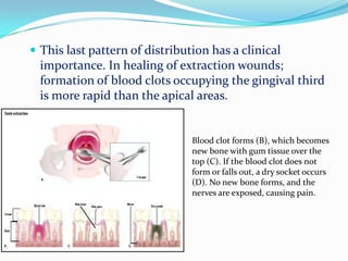 Periodontal Ligament | PPTX