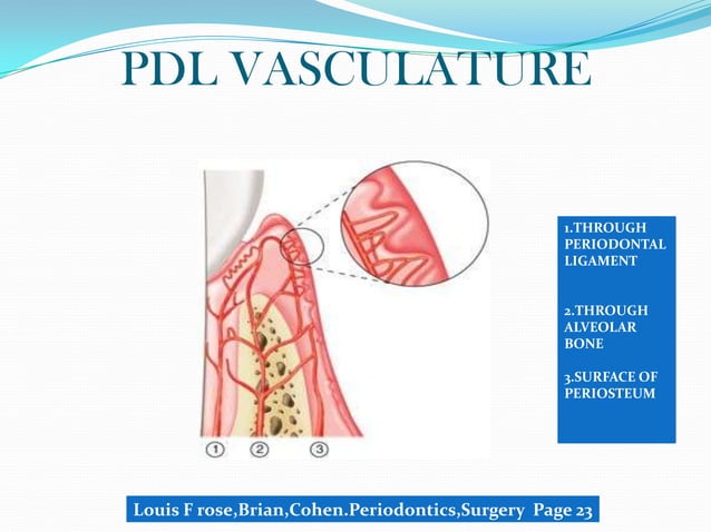 Pdl | PPT