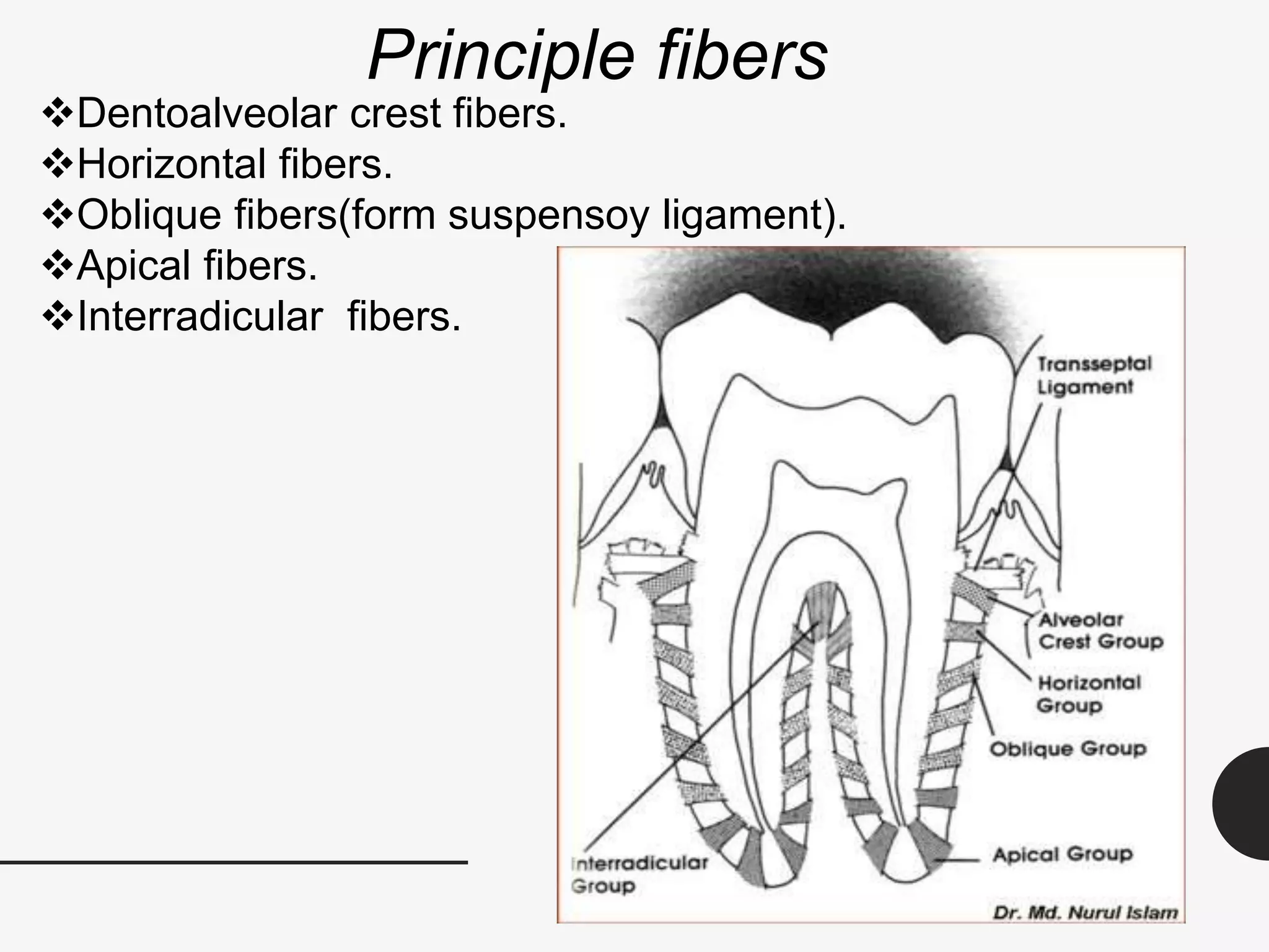 Oral Histology - Periodontal ligament | PPTX