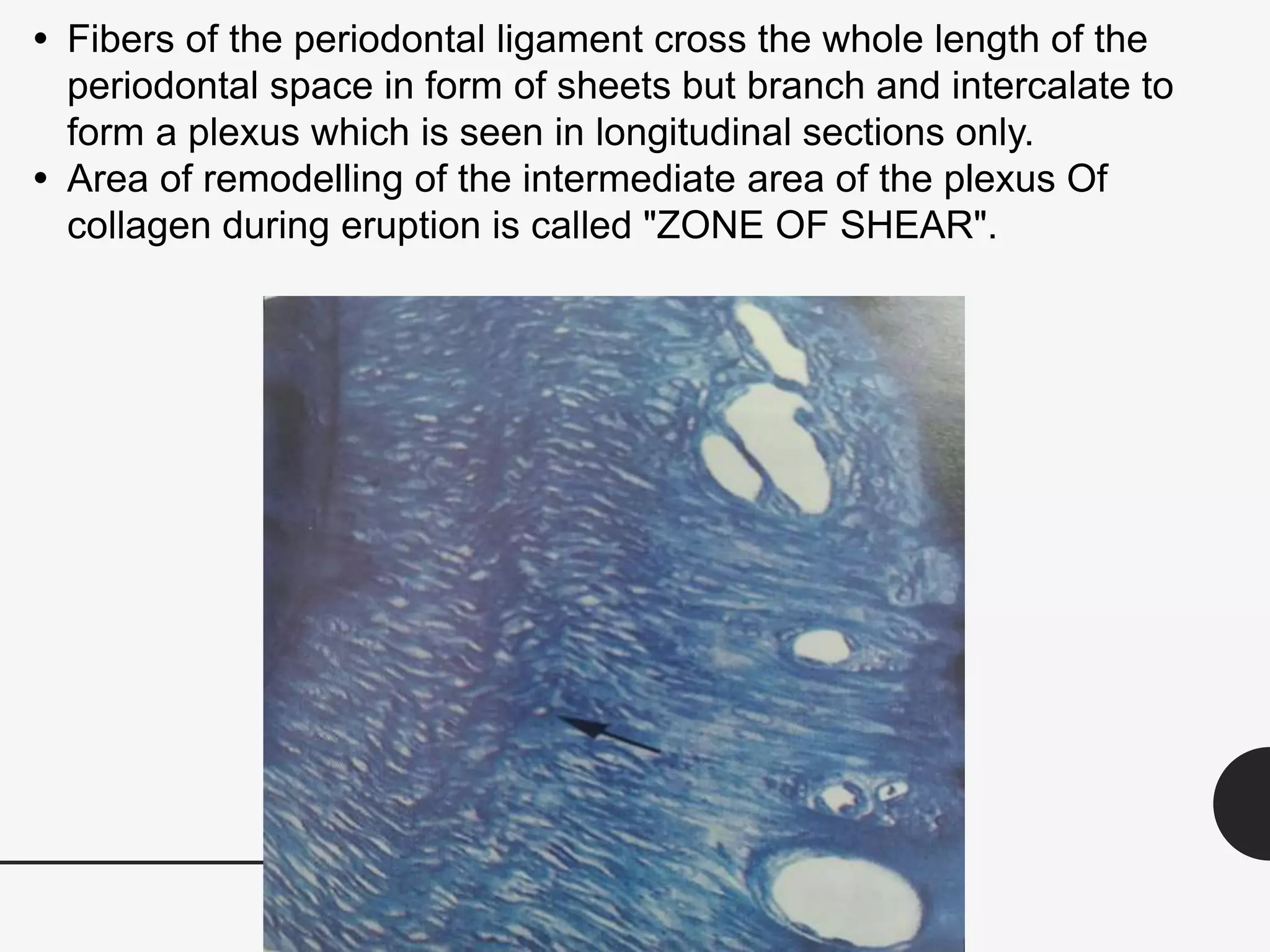 Oral Histology - Periodontal ligament | PPTX