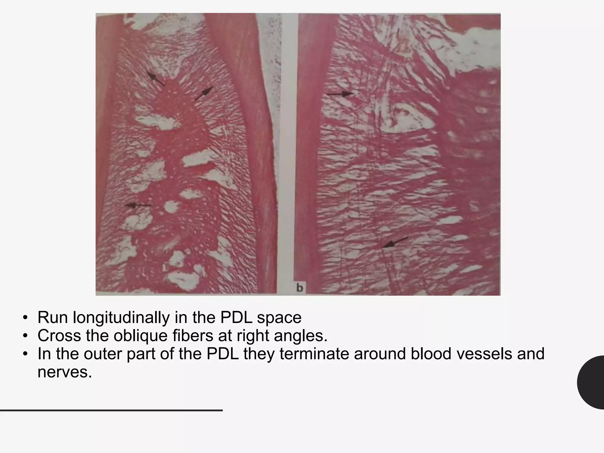 Oral Histology - Periodontal ligament | PPTX