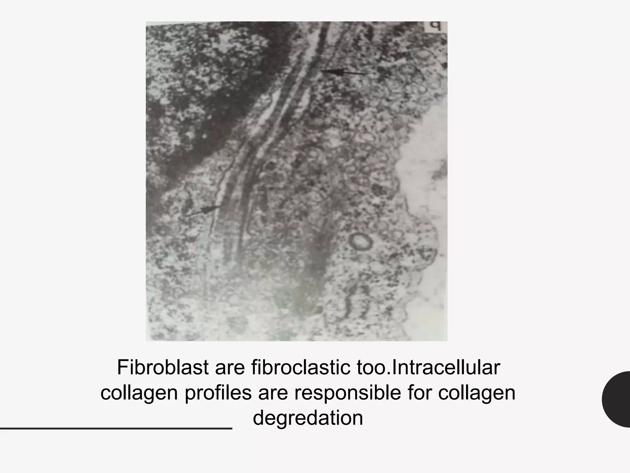 Oral Histology - Periodontal ligament | PPTX