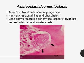 Oral Histology - Periodontal ligament | PPTX