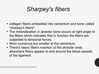 Sharpeys Fibers Histology