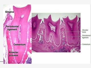 Cementum Histology