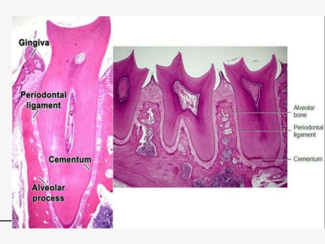 Oral Histology - Periodontal ligament