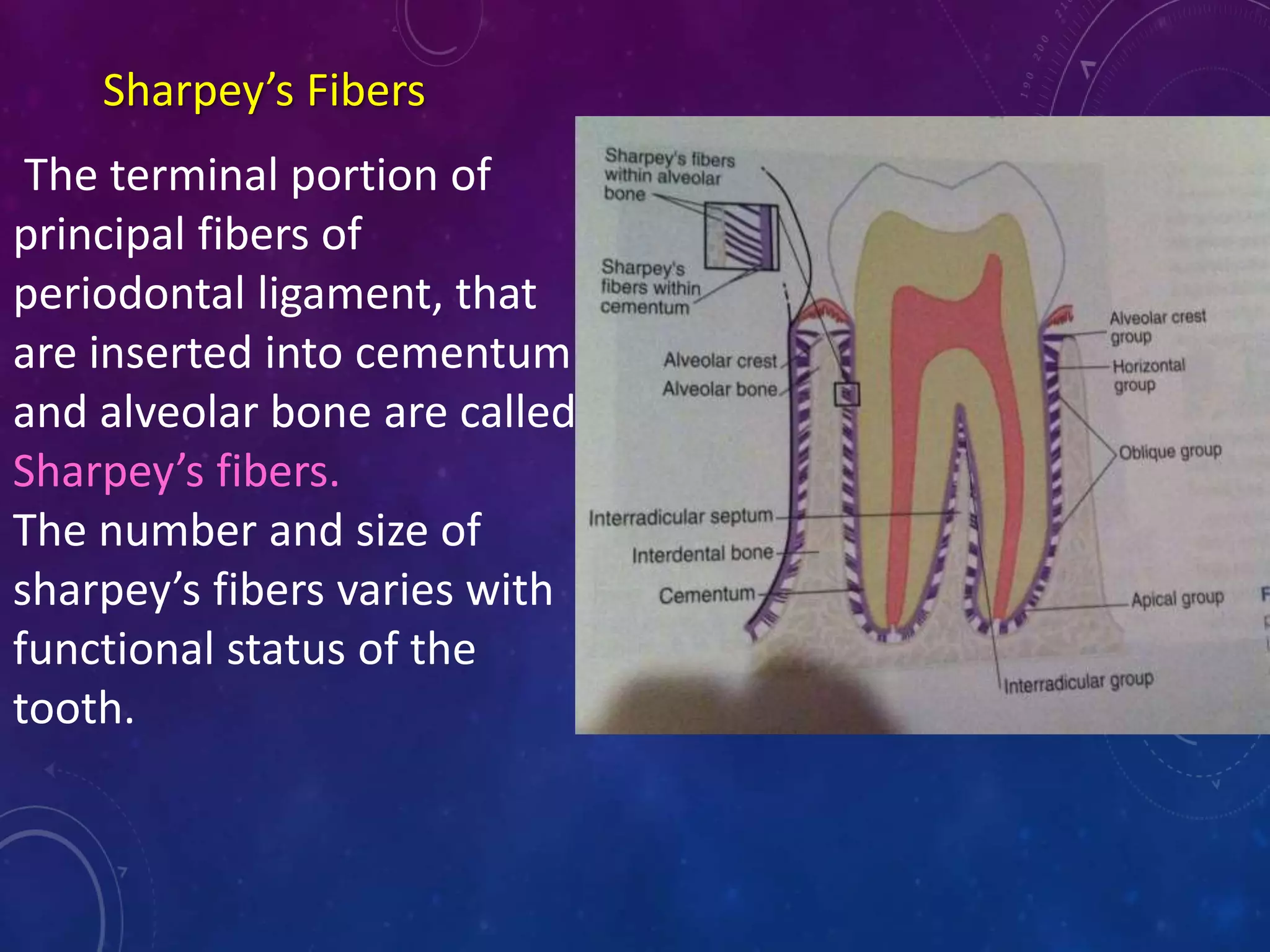 PERIODONTAL LIGAMENT | PPTX