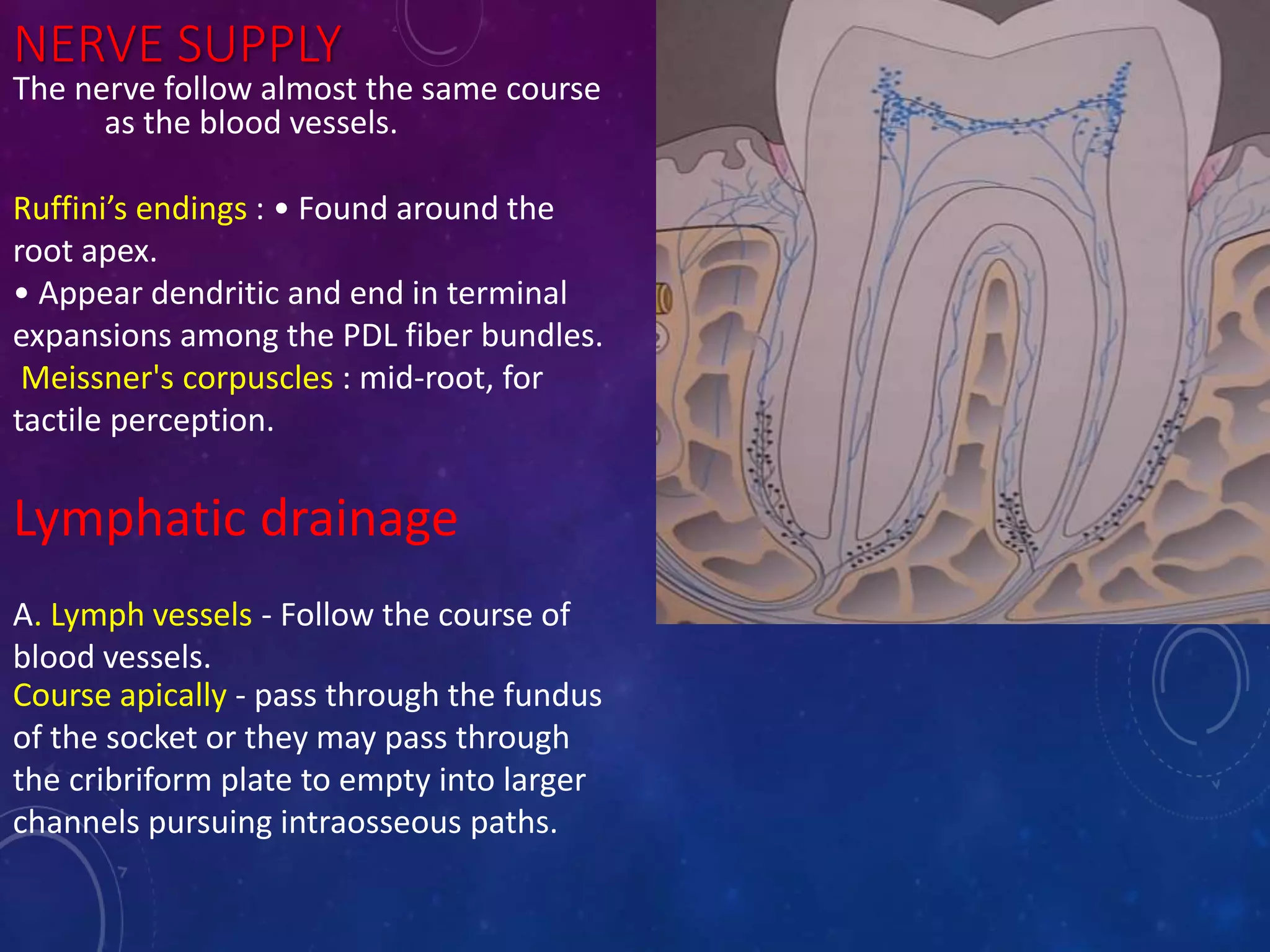 PERIODONTAL LIGAMENT | PPTX