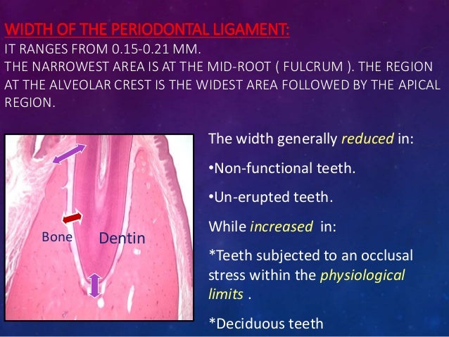 PERIODONTAL LIGAMENT