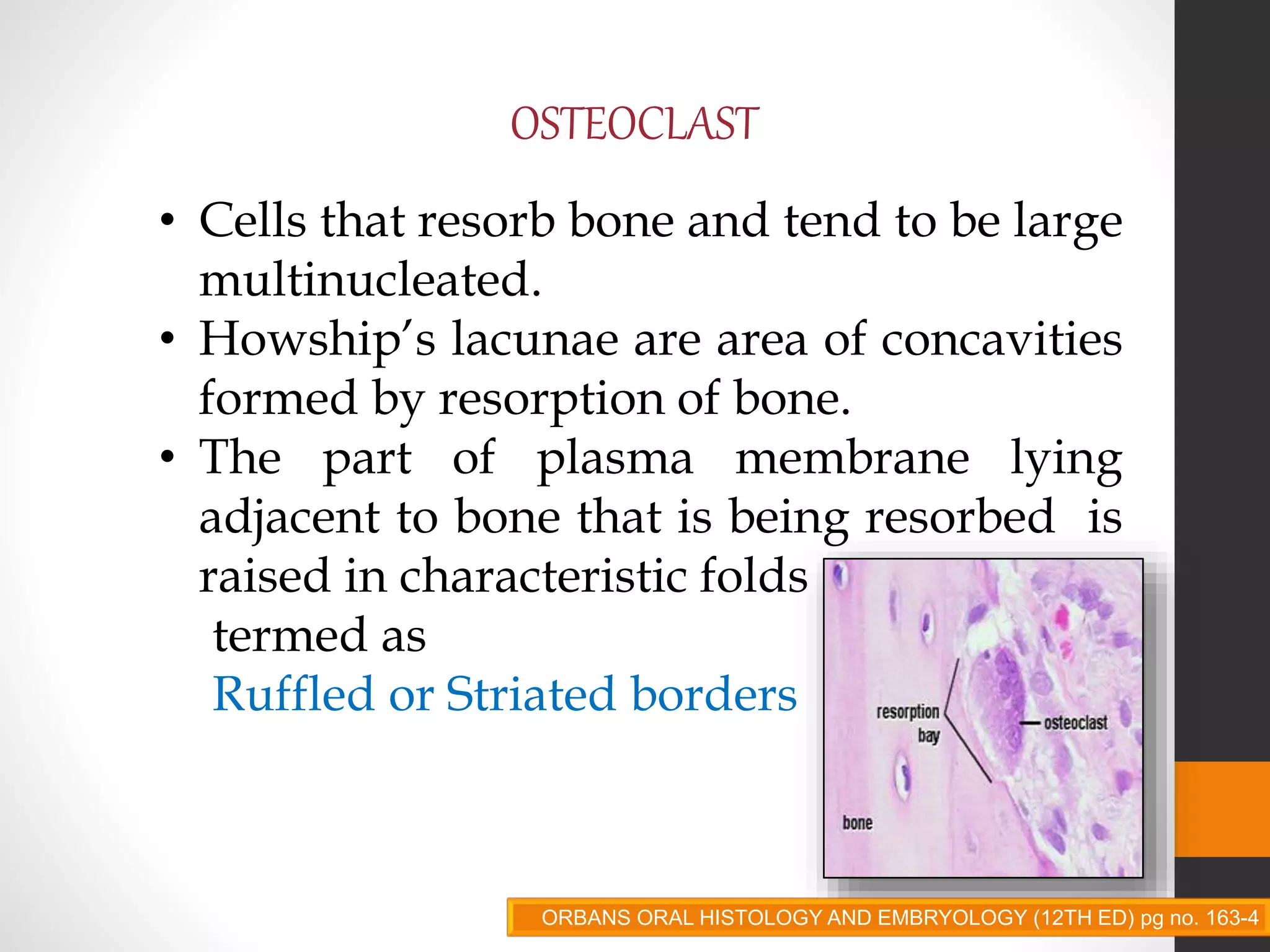 Periodontal ligament (PDL) | PPTX