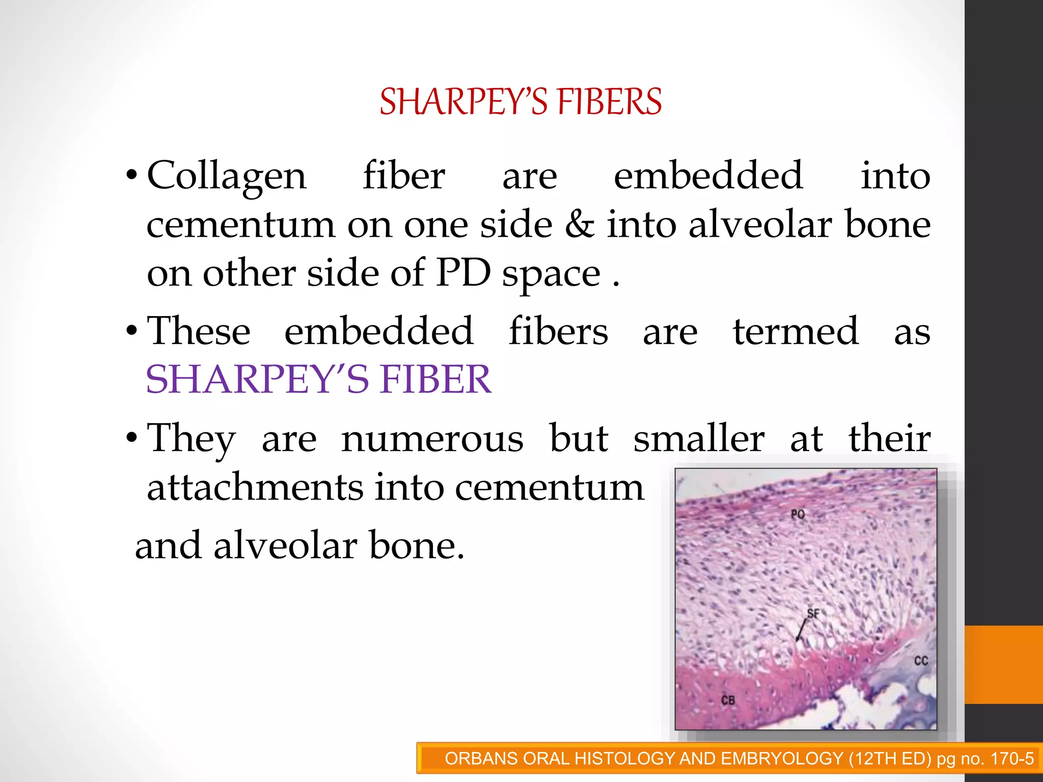 Periodontal ligament (PDL) | PPTX