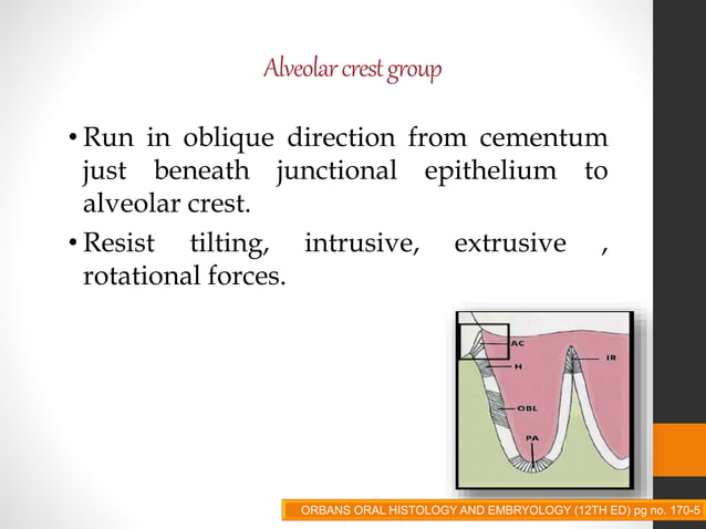 Periodontal ligament (PDL) | PPTX