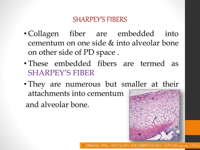 Periodontal ligament (PDL) | PPTX