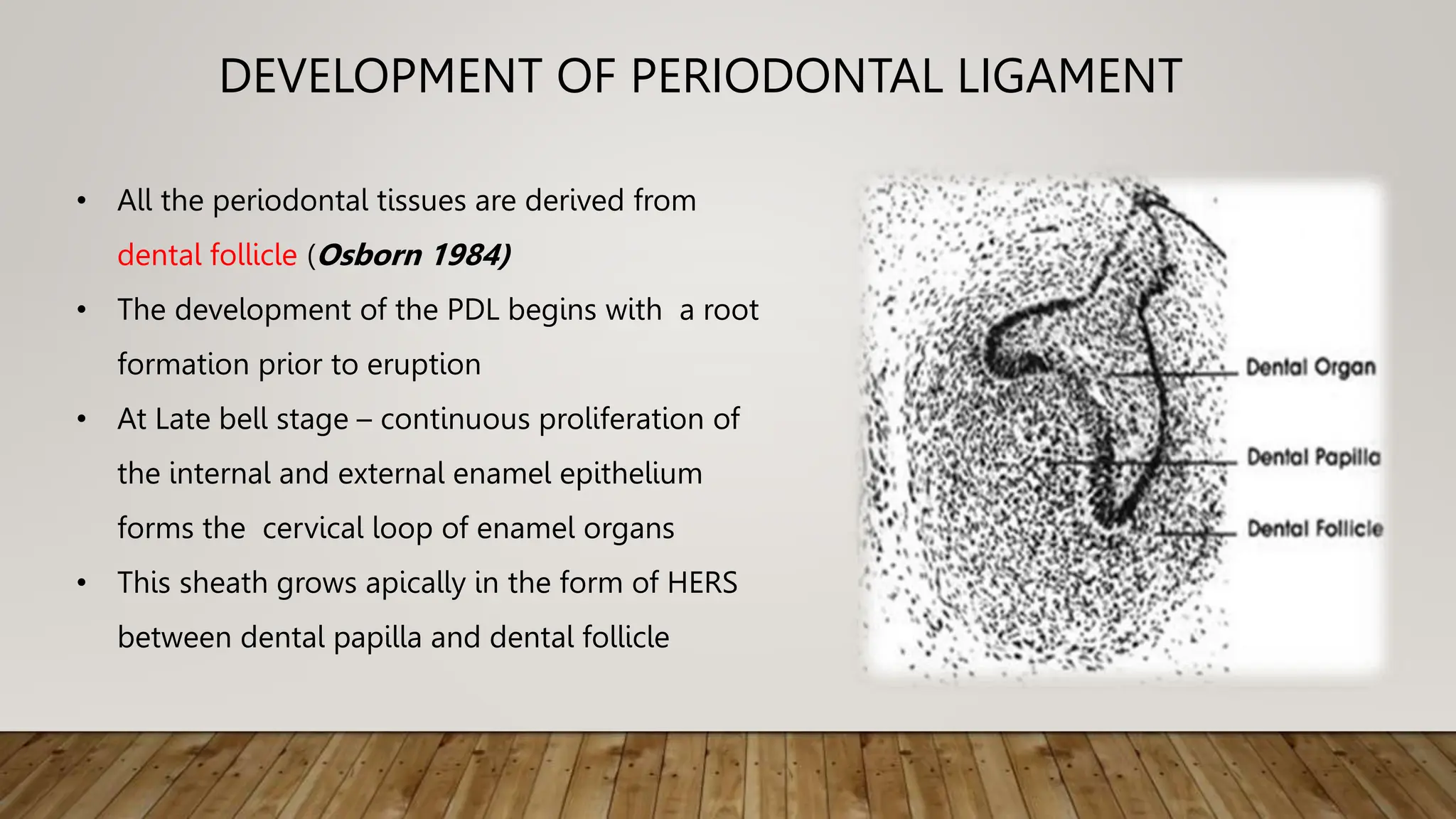 periodontal ligament and periodontium in periodontics | PPTX